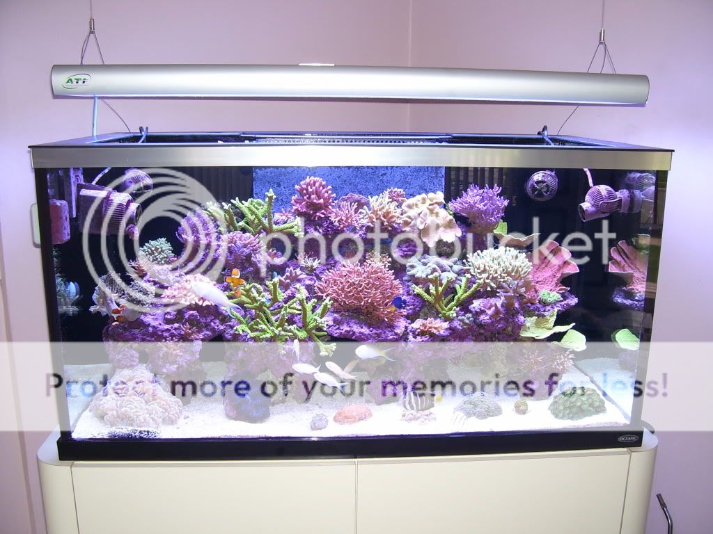 whos using T5 HOs? - Reef Central Online Community