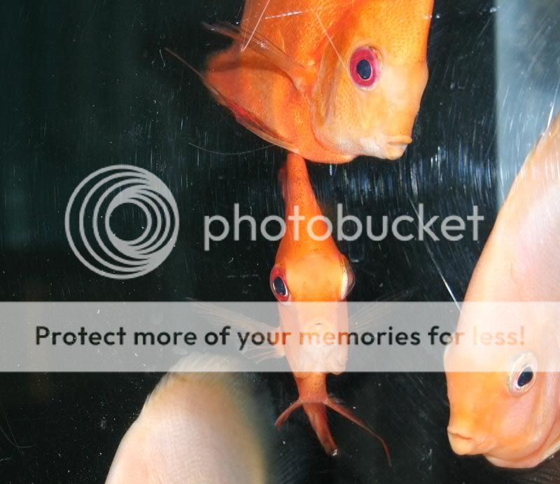 Thin fish? Before and after images and discussions - SimplyDiscus