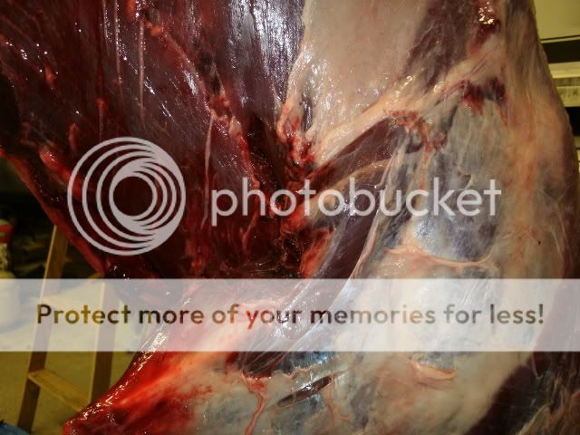 Shuttle T-Lock? | Page 3 | Archery Talk Forum