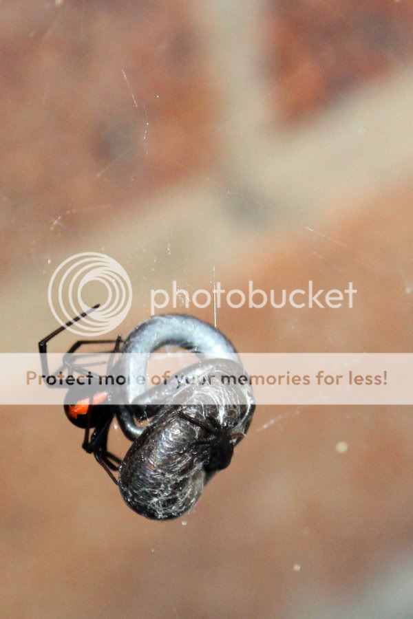 Redback spider vs Snake ( caught in web) | Aussie Pythons & Snakes Forum