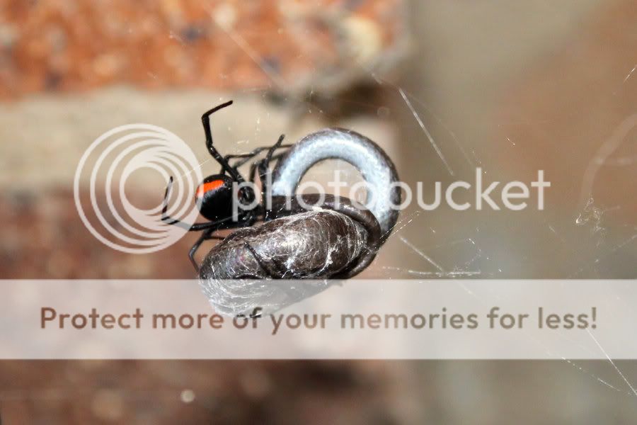 snake caught in red back spider web