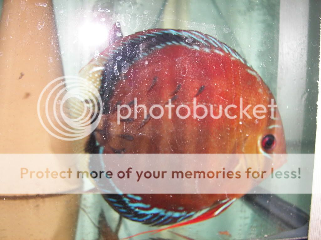 Breeding Discus in Tap Water. - SimplyDiscus