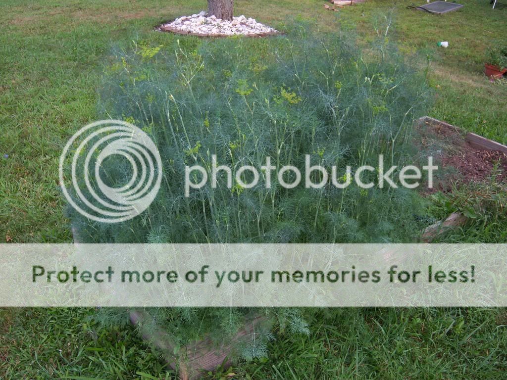 John's Garden 2009 | Survivalist Forum