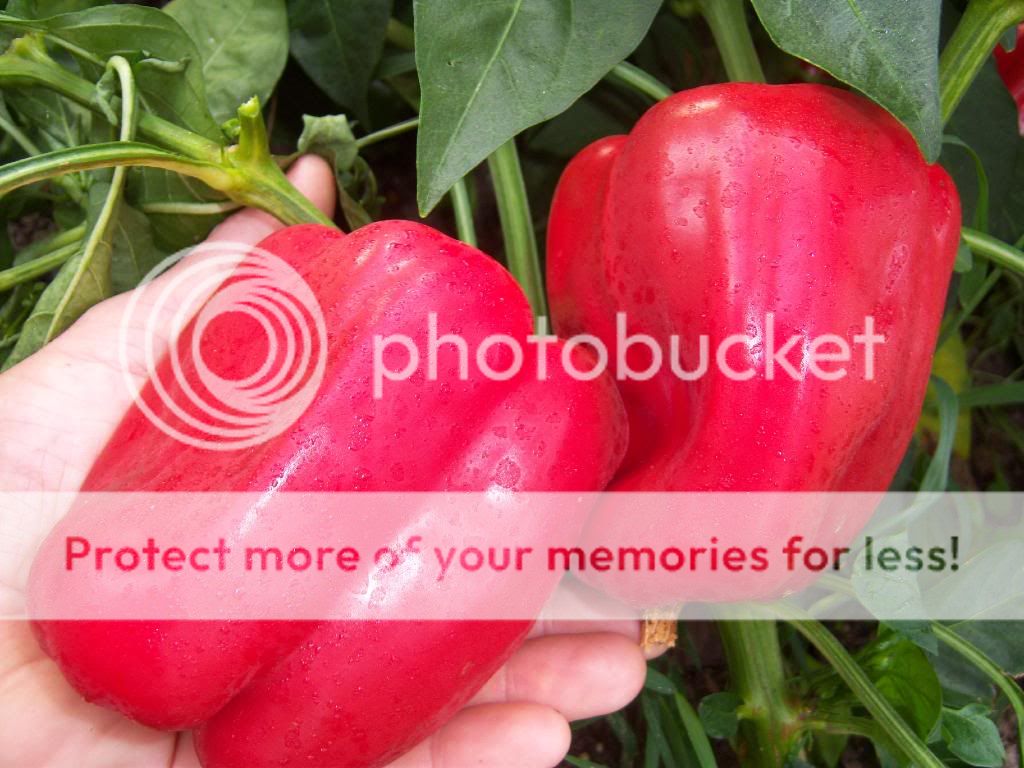 John's Garden 2009 | Survivalist Forum