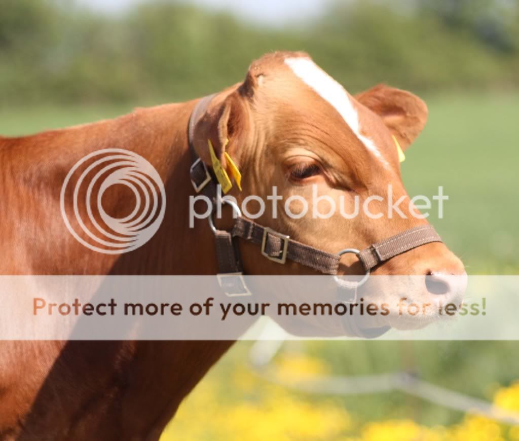 Ko-Nettet??? Billeder - Opslag, billeder og video - Heste-Nettet.dk