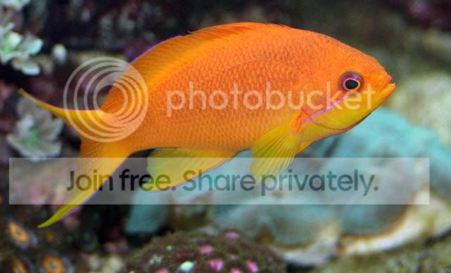 Anthias Thread... | Page 2 | Reef2Reef