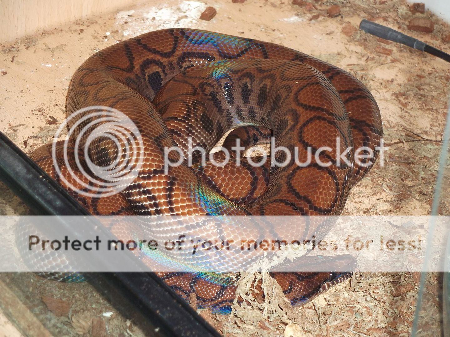 some of mine - rainbows, sands, bci, corns, house | Reptile Forums