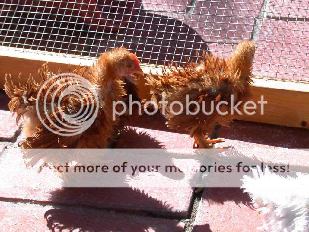 FRIZZLE ROO & SILKIE ROO for sale - So Cal | BackYard Chickens - Learn ...