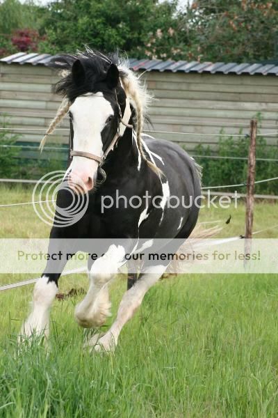 [Verzameltopic]Tinker In The Picture (Max. twee foto's!) • Bokt.nl