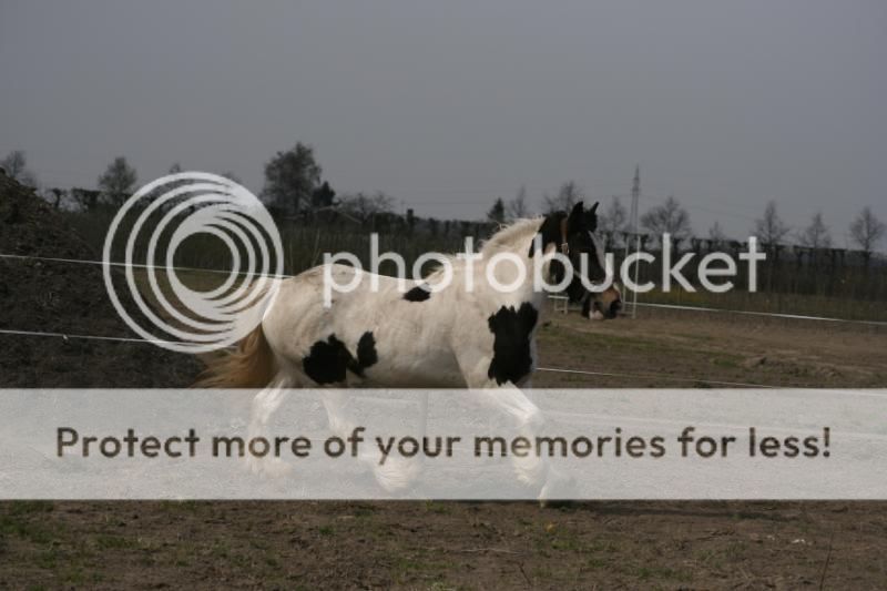 [Verzameltopic]Tinker In The Picture (Max. twee foto's!) • Bokt.nl